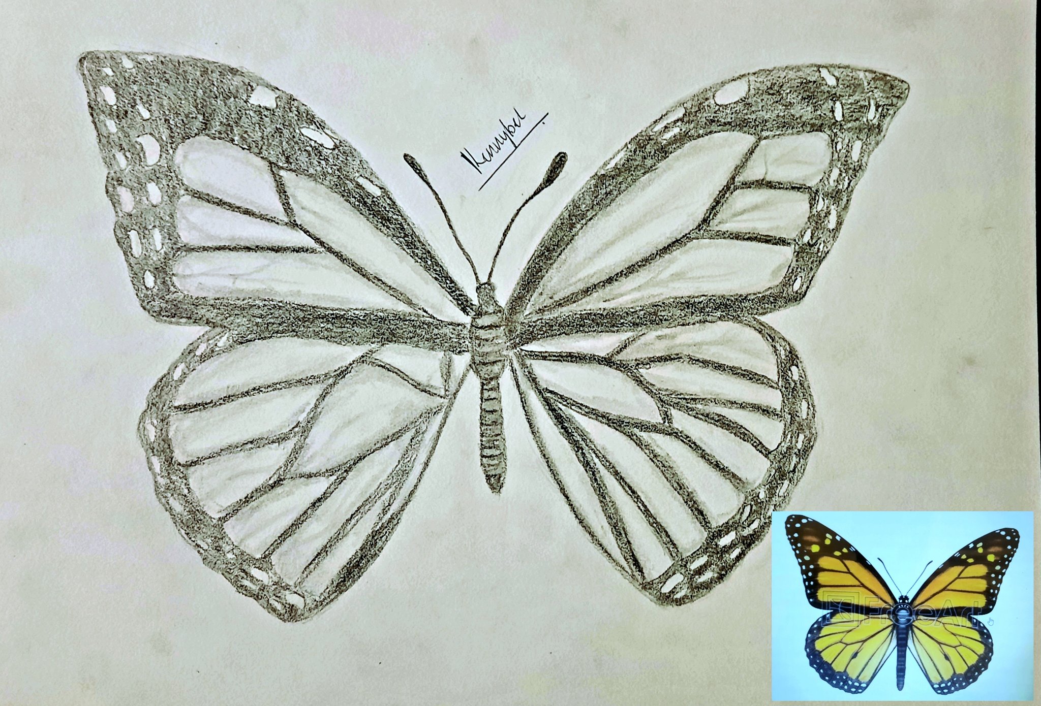Pencil Sketch Of A Butterfly