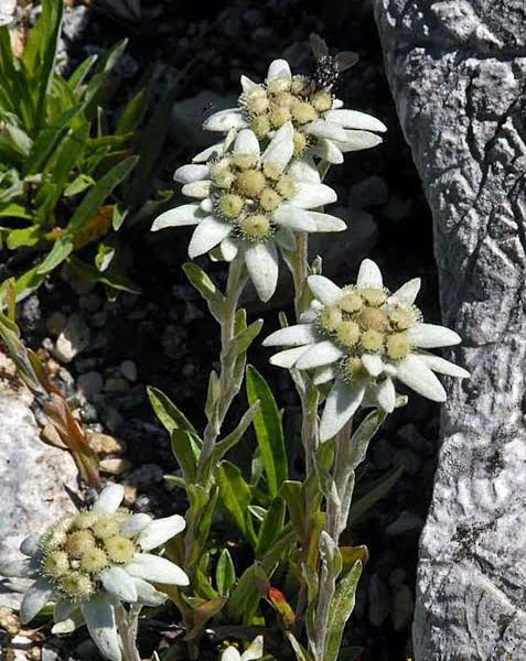 Switzerland National Flower