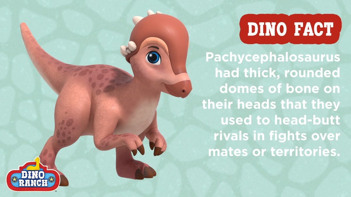 Pachycephalosaurus Head