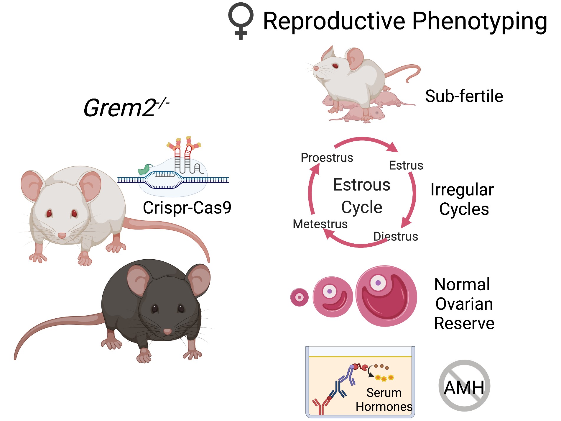 Reproductive Cycle Of Mice
