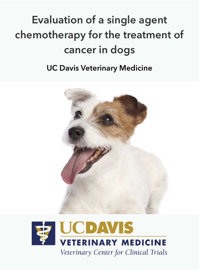 How Long Do Chemo Side Effects Last In Dogs