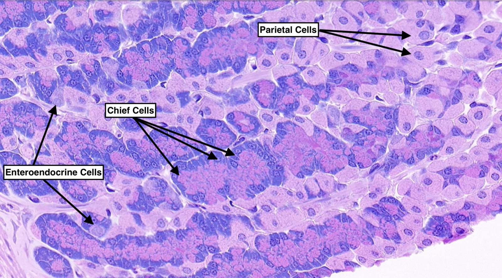 Stomach Histology Labeled Chief Cells