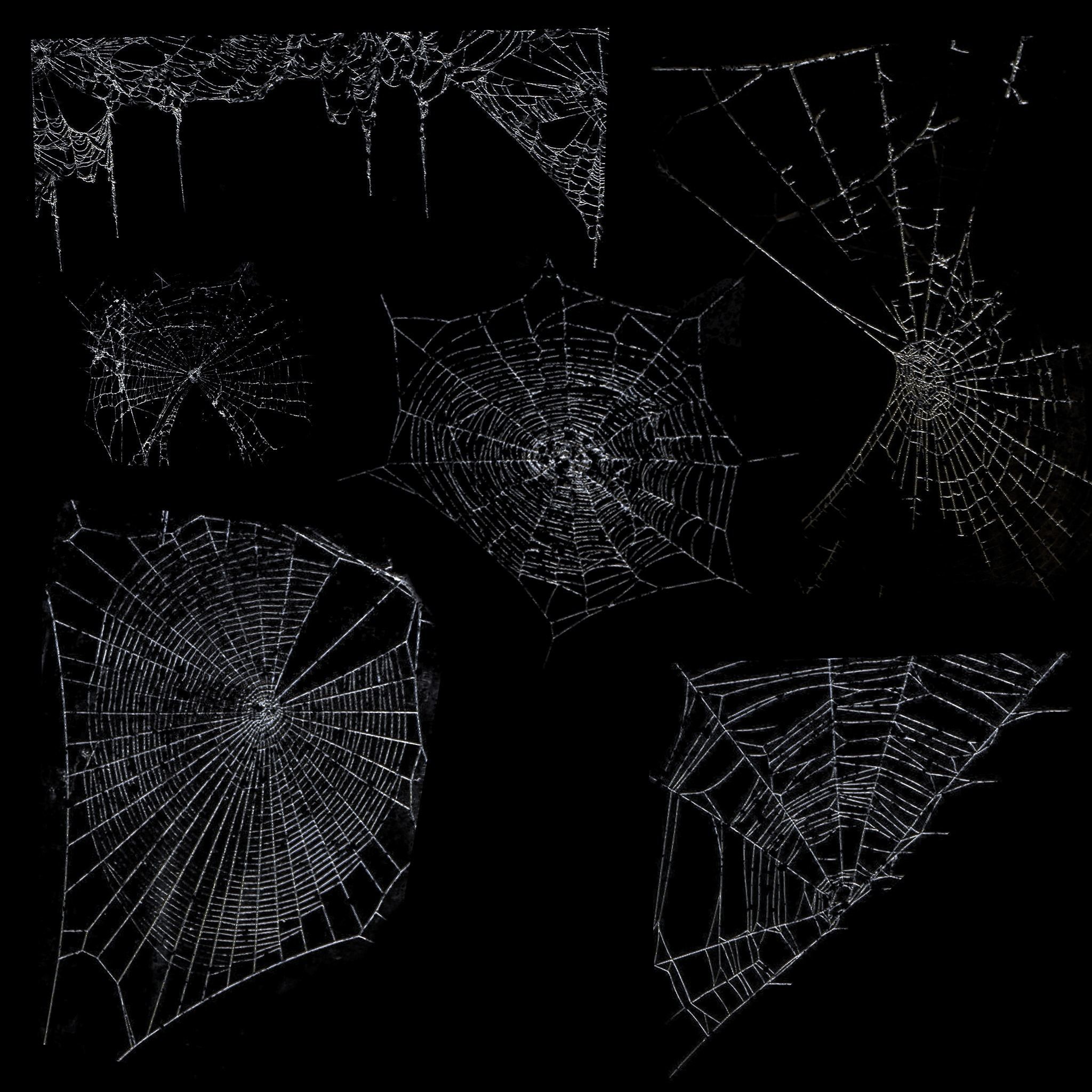 Realistic Spider Web Png