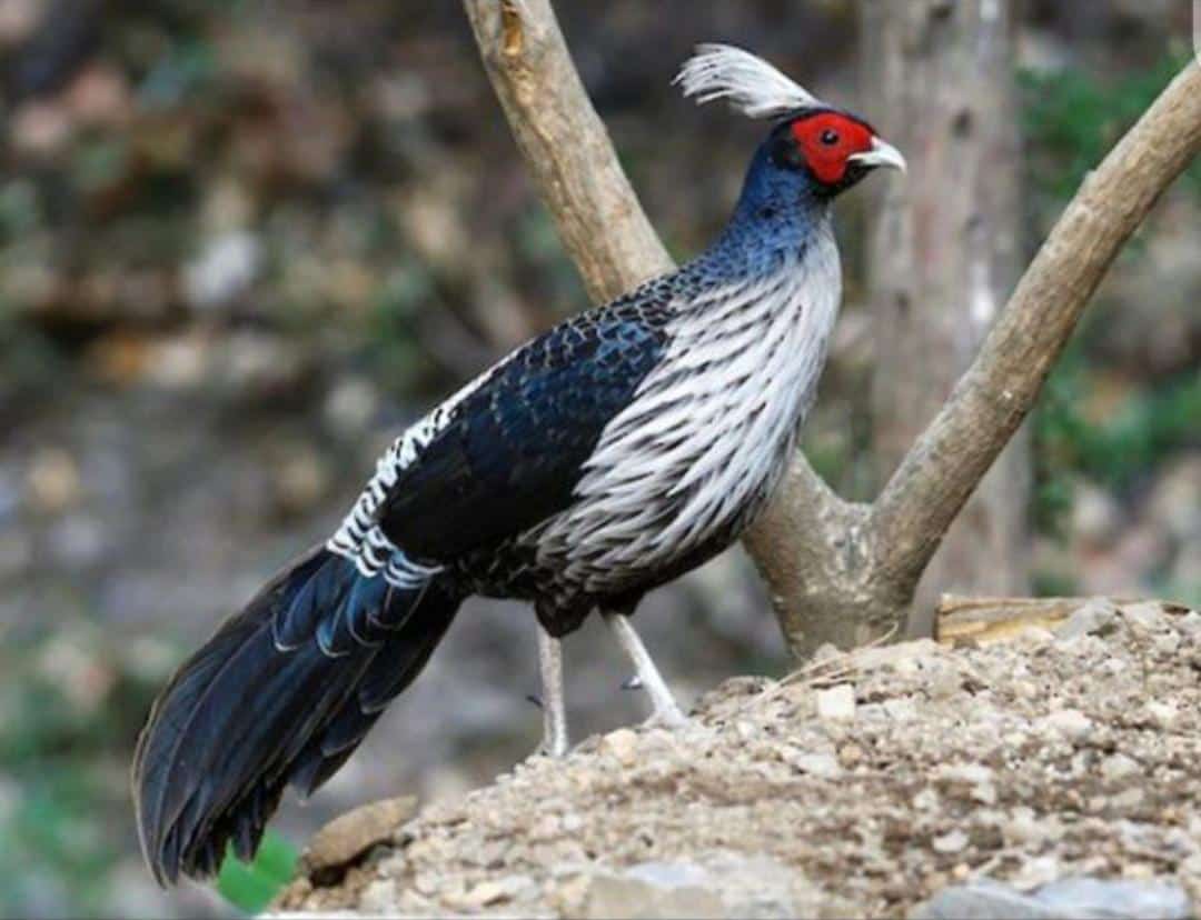 White Crested Kalij Pheasant