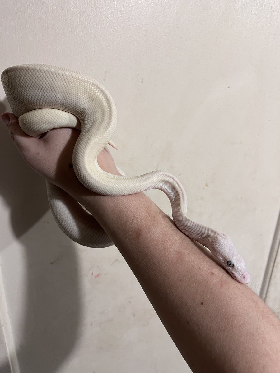 Cryptic Wolf Pack Gaming (@CrypticSuccubus) | Twitter