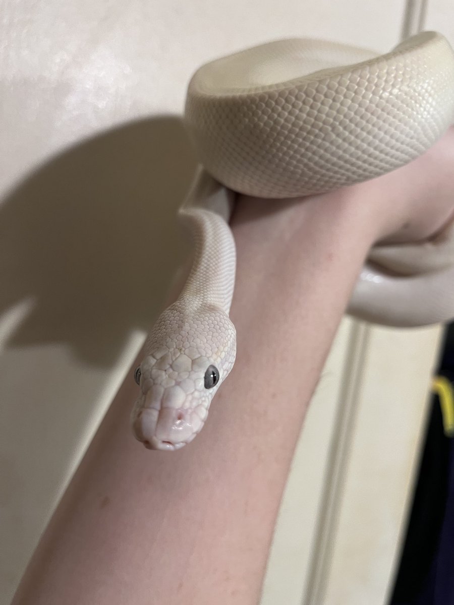 Cryptic Wolf Pack Gaming (@CrypticSuccubus) | Twitter