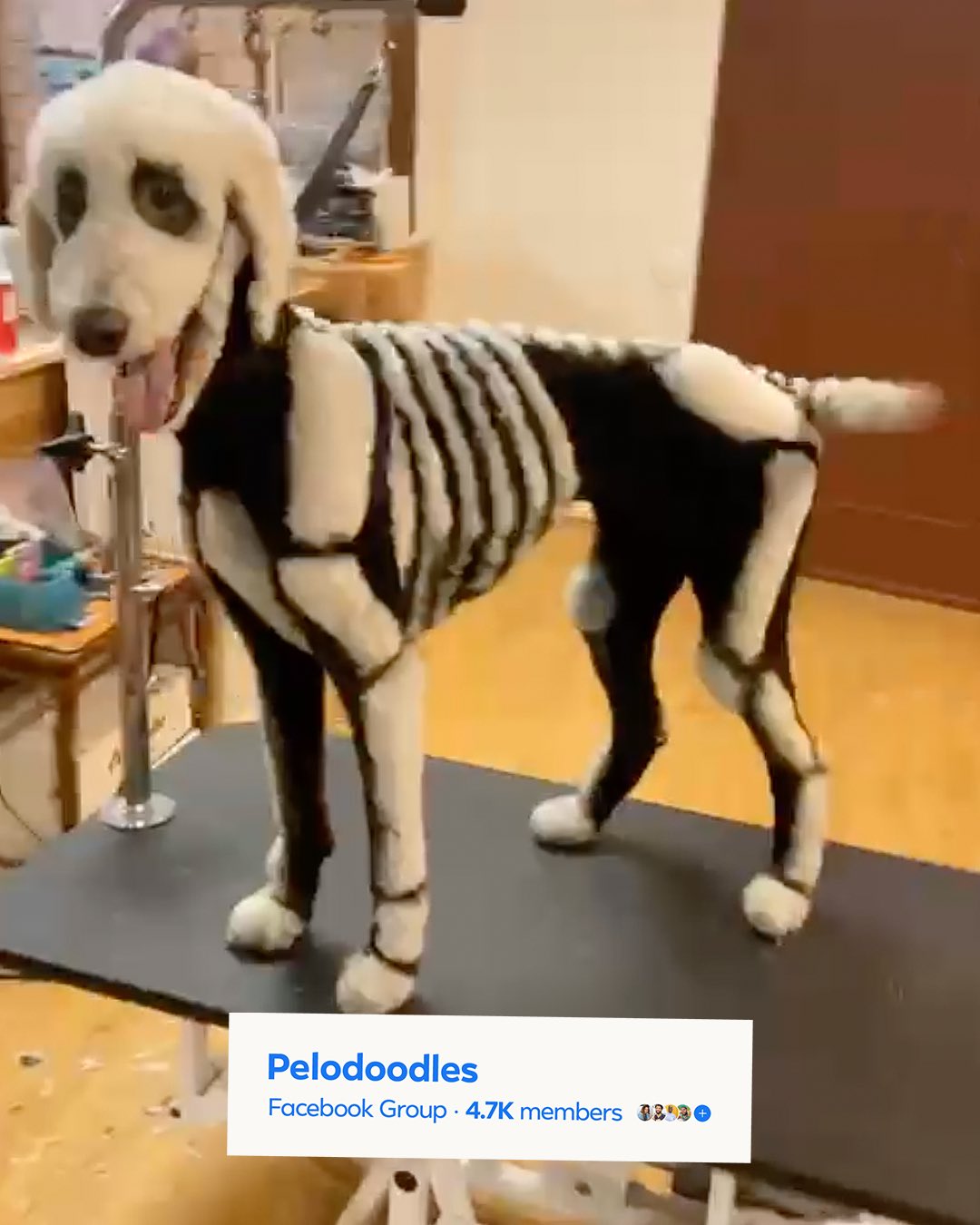 Large Dog Skeleton Costume