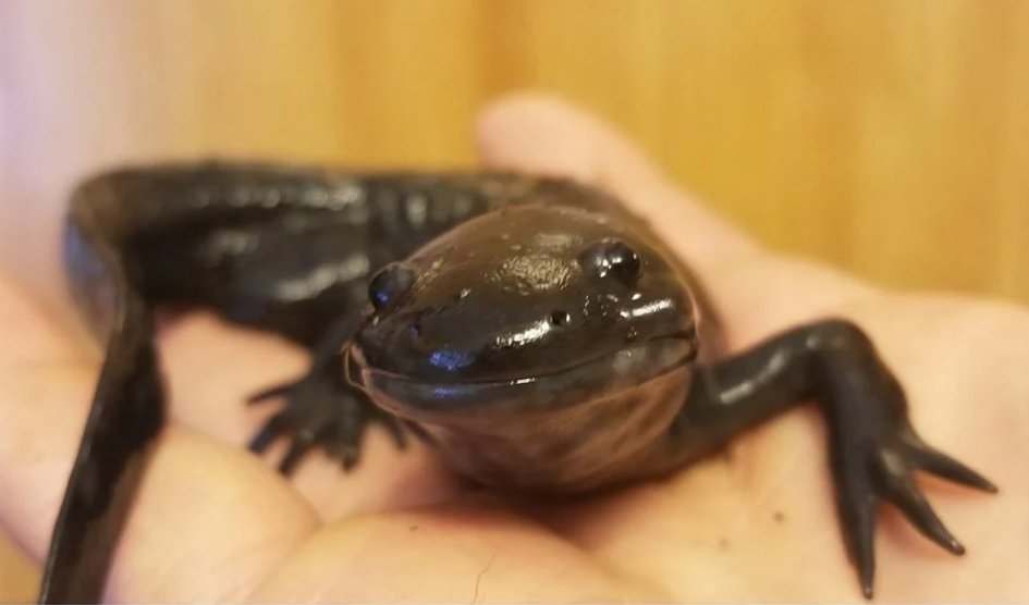 Axolotl Metamorphosis