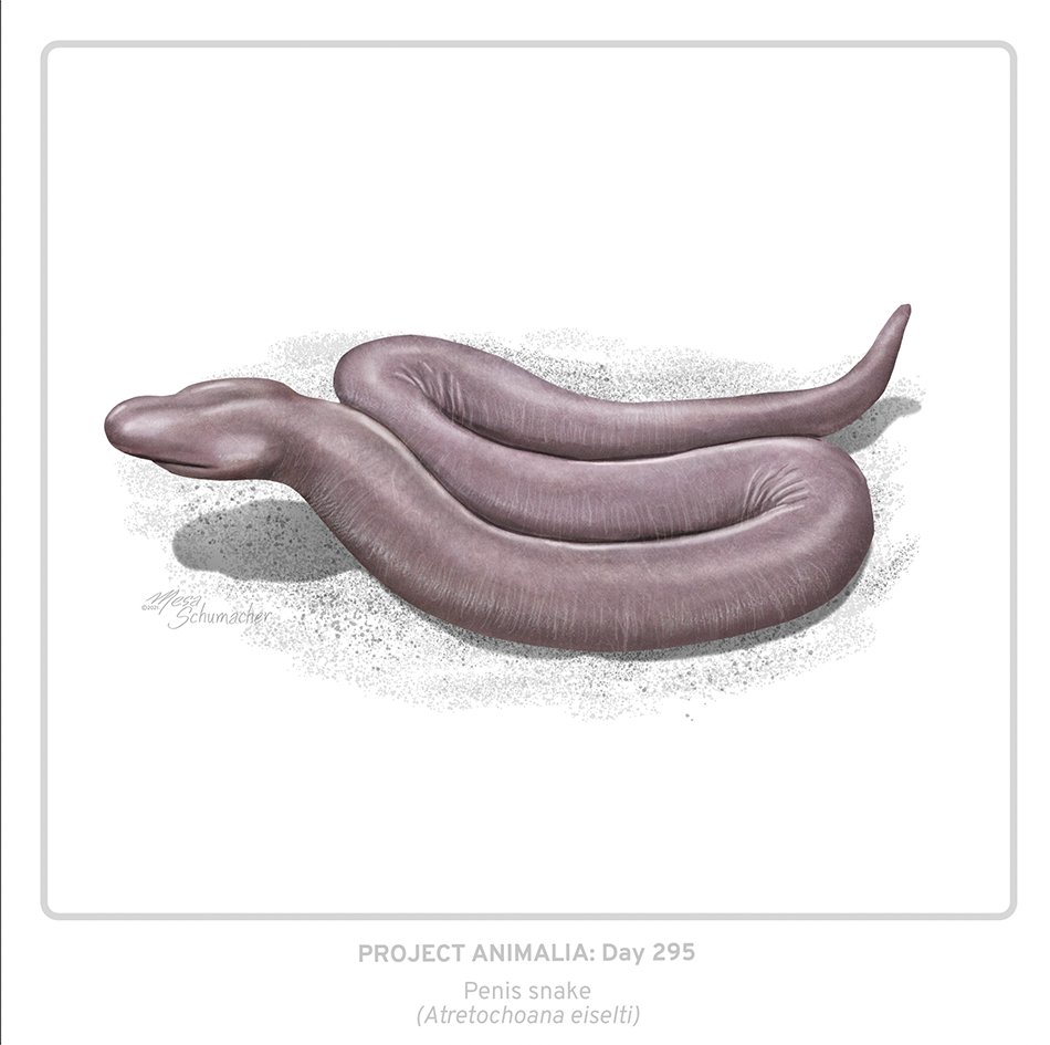 Atretochoana Eiselti