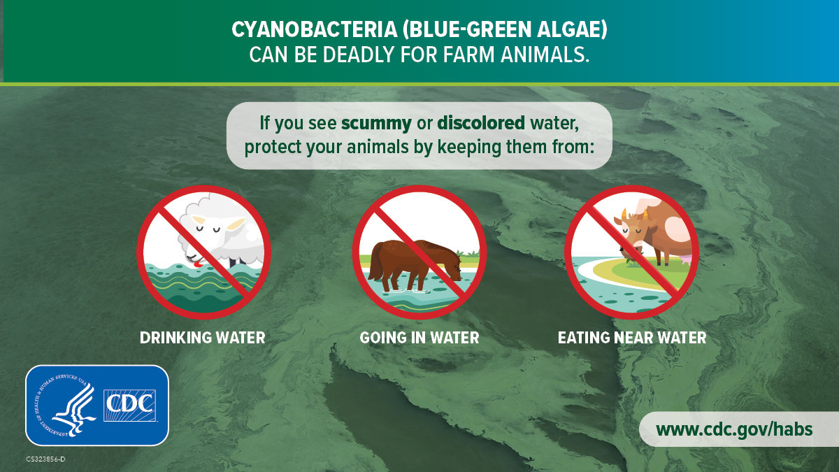 Blue Green Algae Health Risk