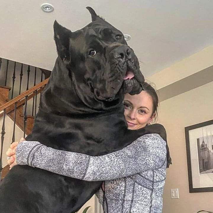 Biggest Cane Corso In The World
