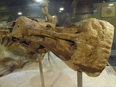 Mummified Dinosaur Leonardo