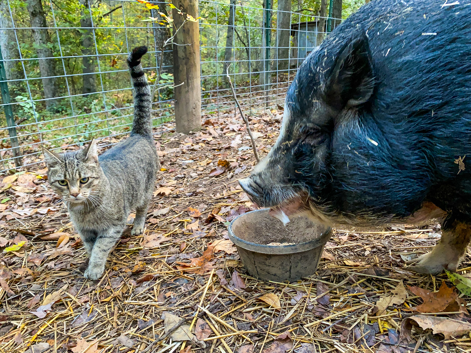 Why Not Eat Pig Cat