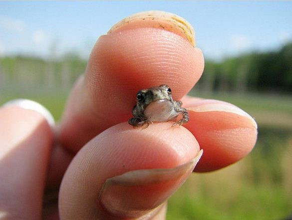 The Smallest Frog In The World