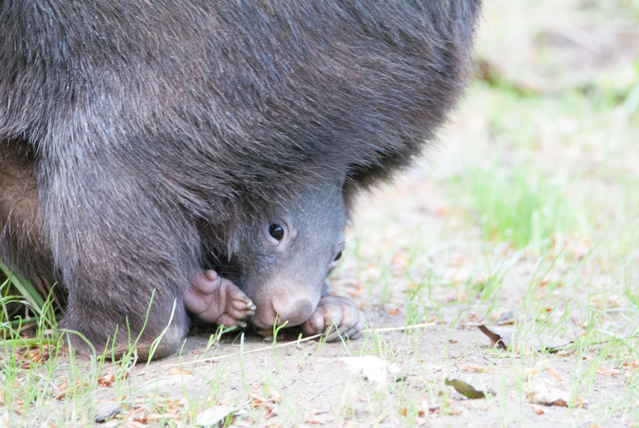 Wombat Baby In Pouch