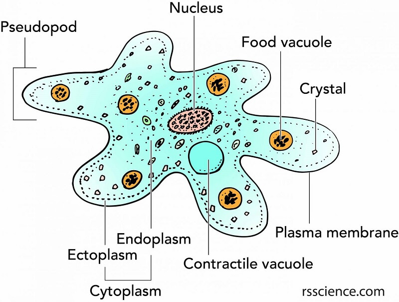 Giant Amoeba