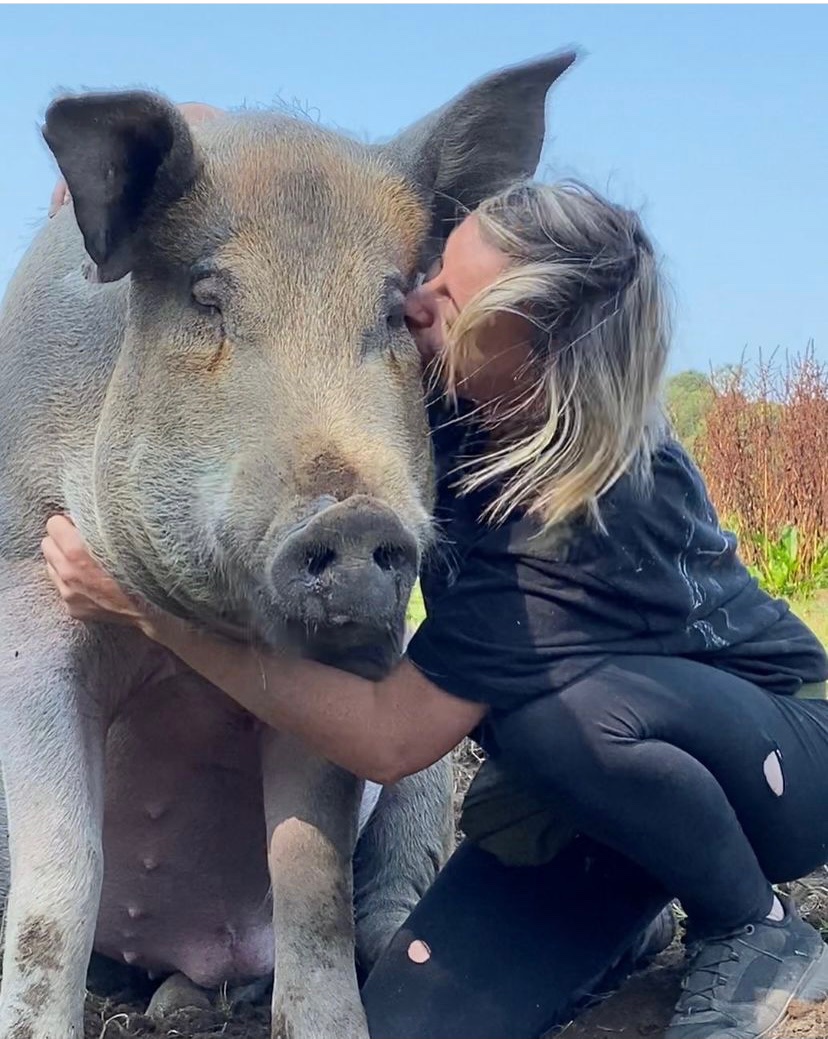 Stress Positive Pigs