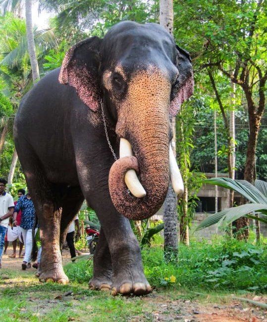 Kerala Elephant Height Order