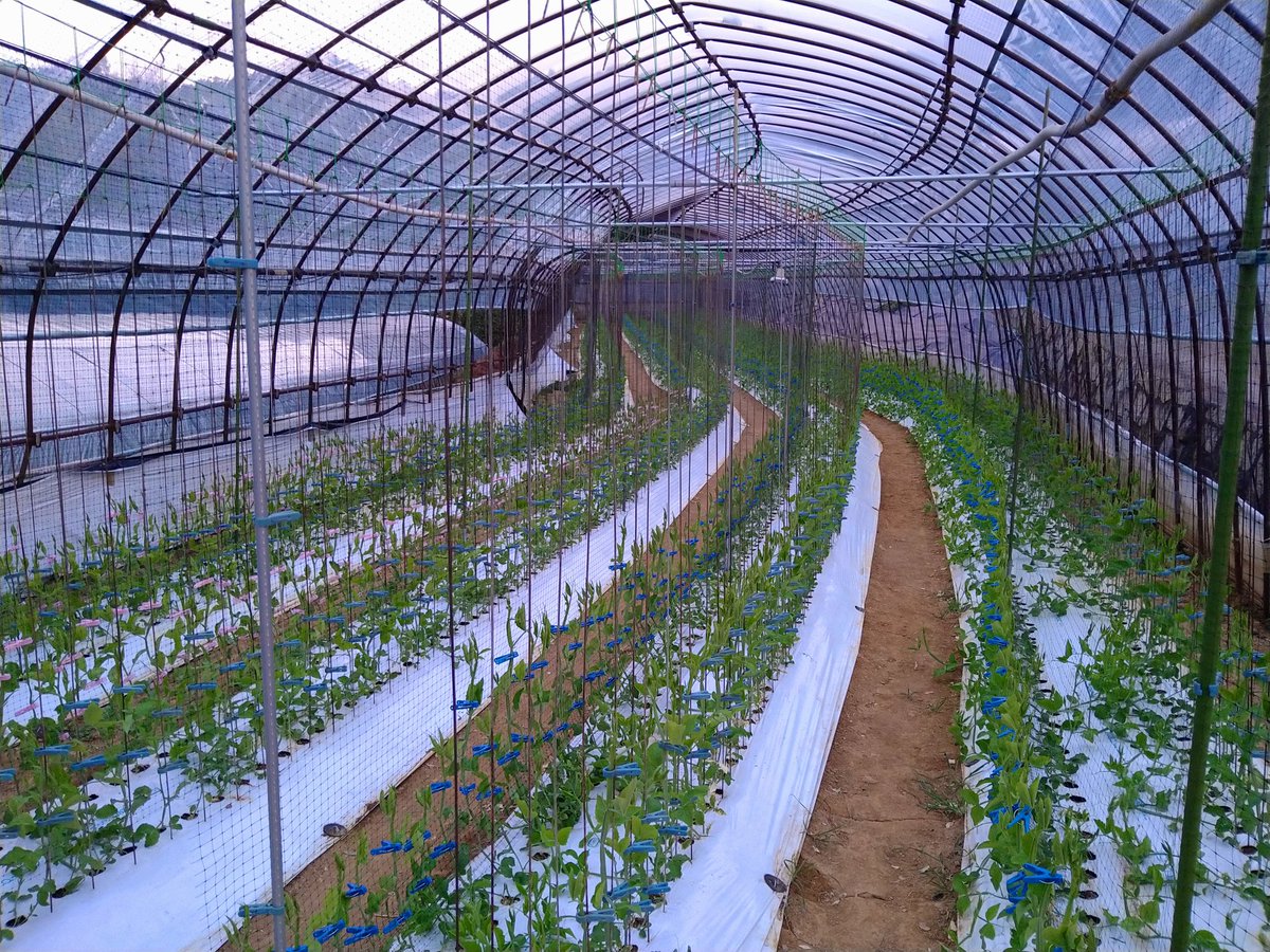 でこぼこファーム 花農家(スイートピー) (@decoboco_farm) | Twitter