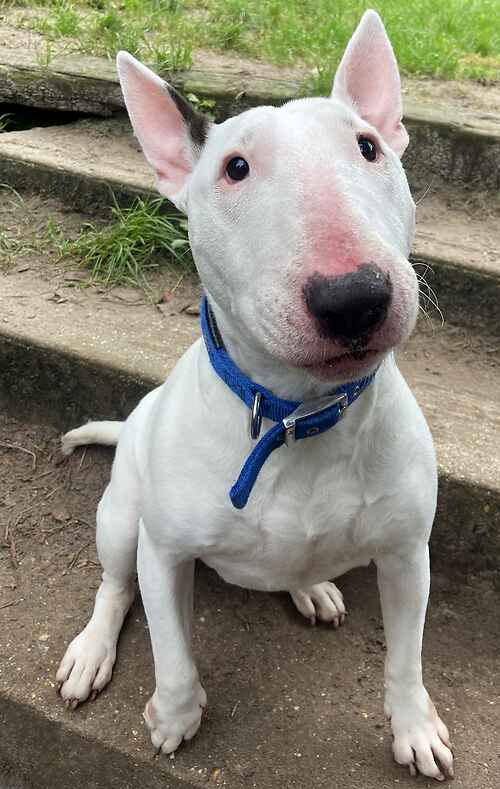 What Breed Of Dog Is Chico From Next Friday