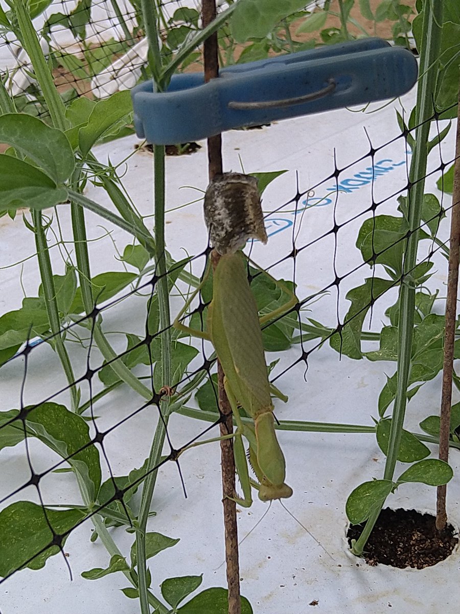 でこぼこファーム 花農家(スイートピー) (@decoboco_farm) | Twitter