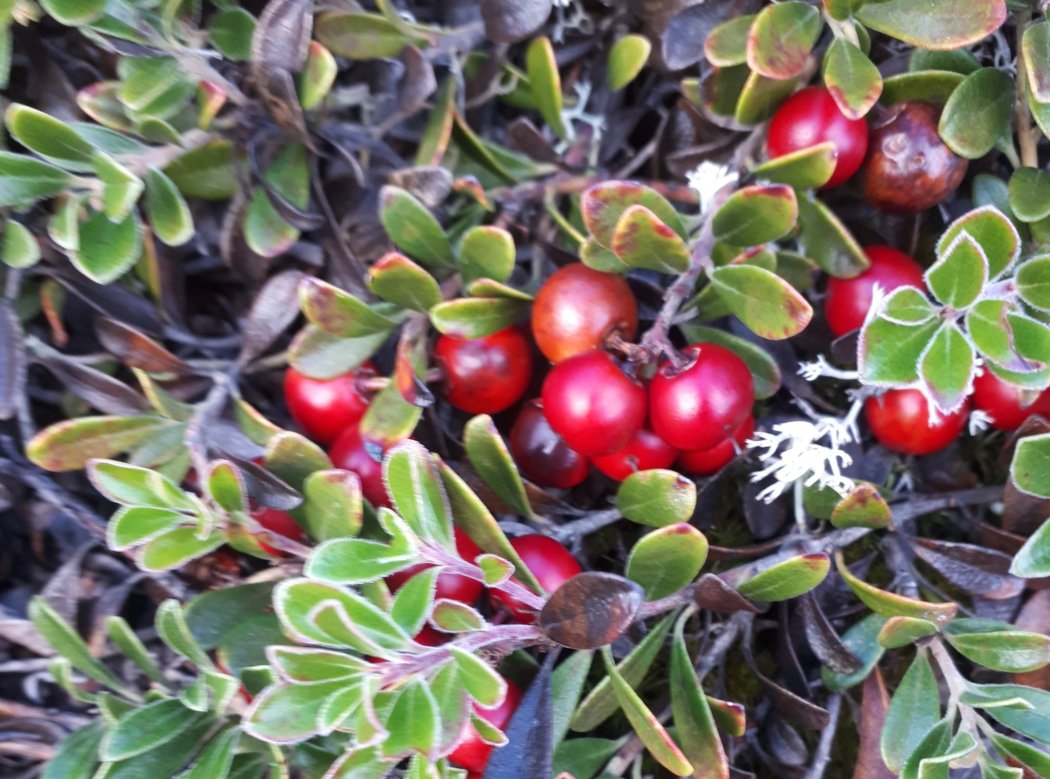 Bearberry In The Arctic Tundra