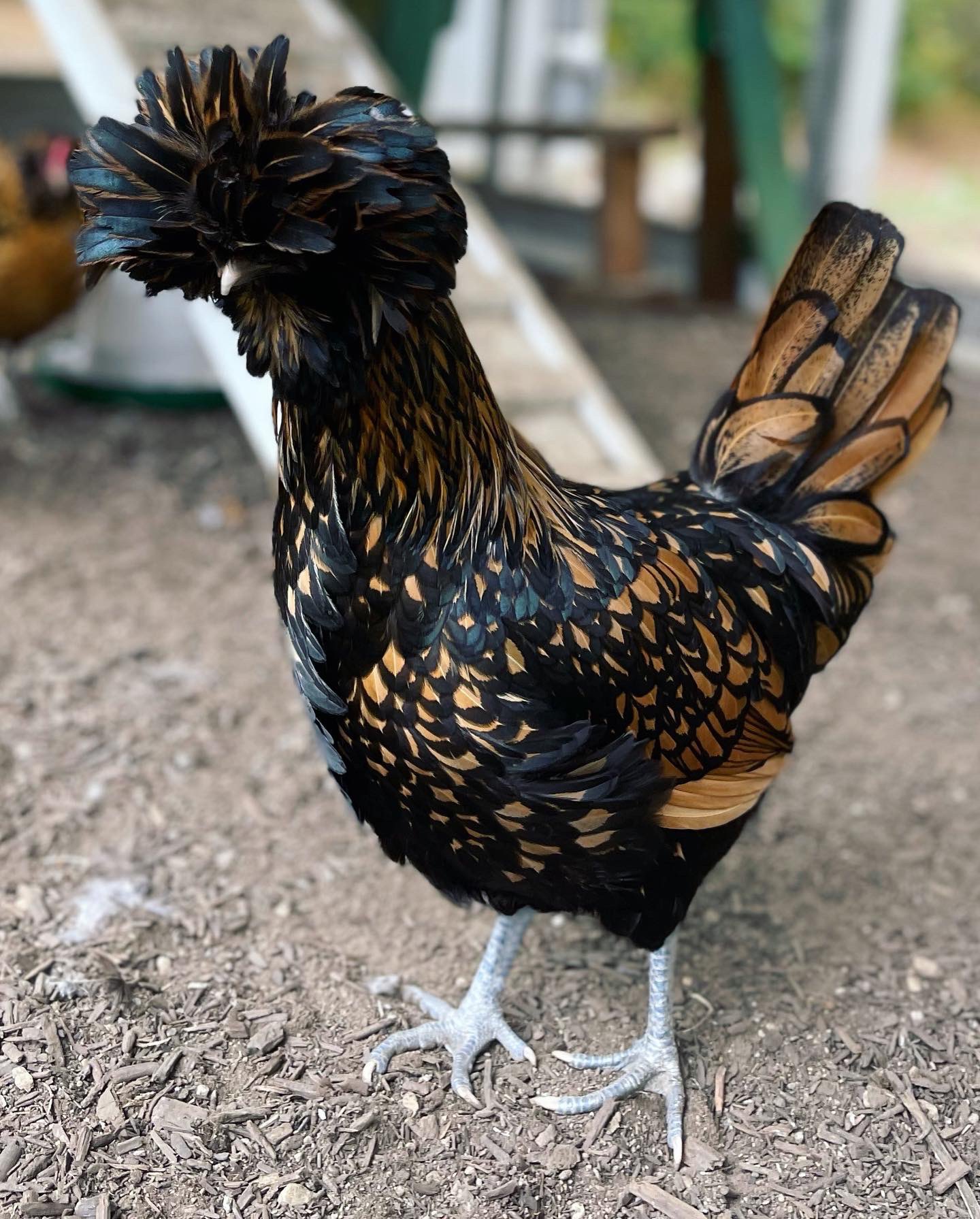 Golden Polish Rooster