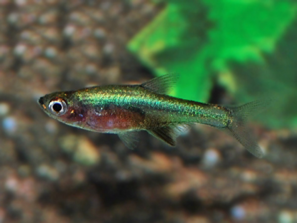Neon Green Rasbora