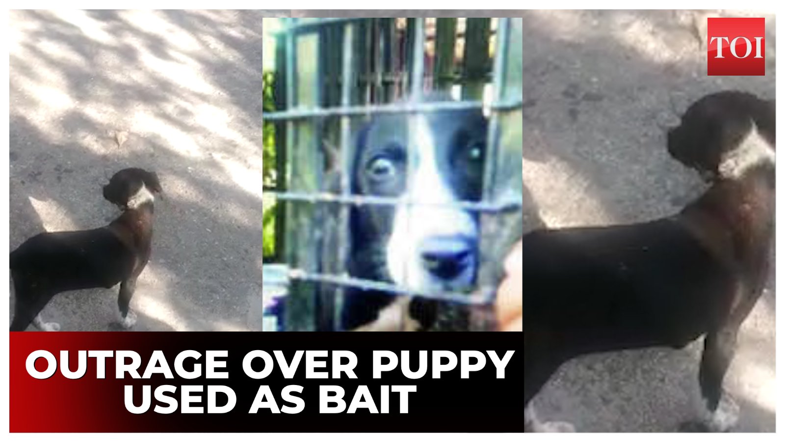 Bait Puppy