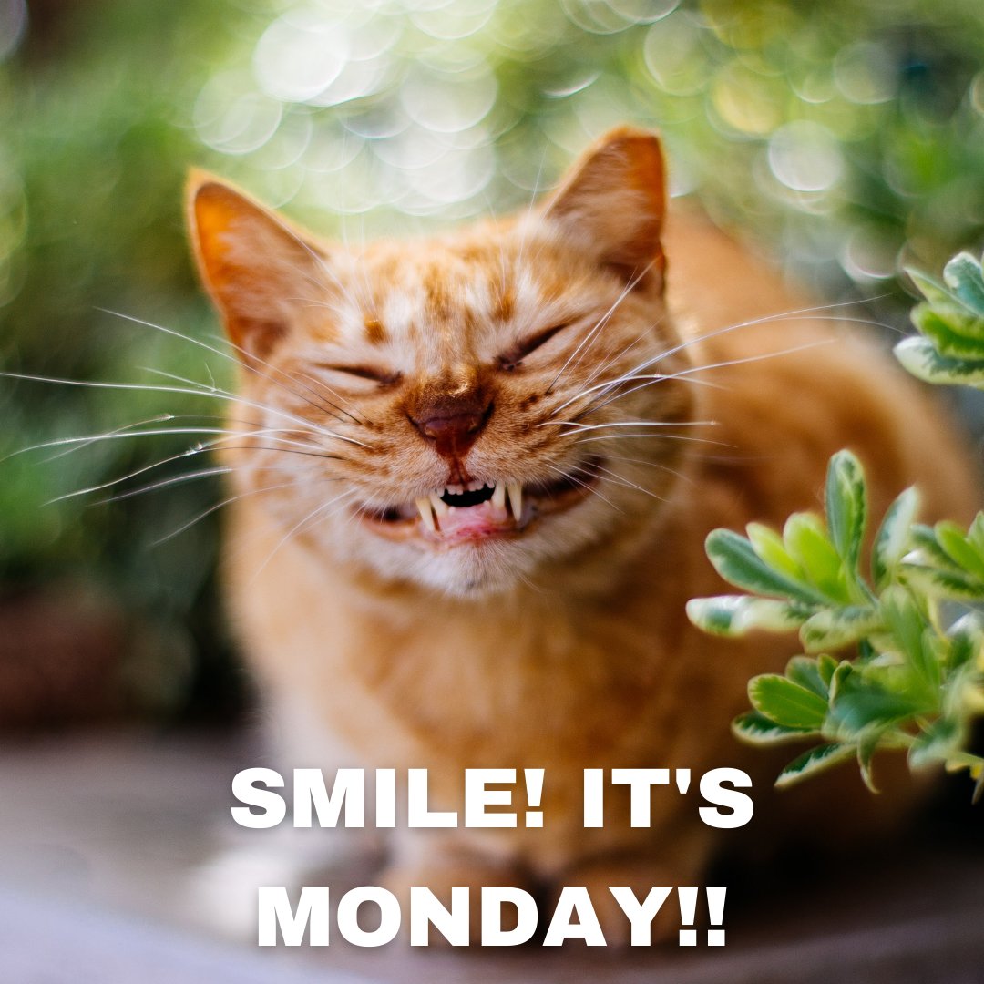 Happy Monday Funny Cat