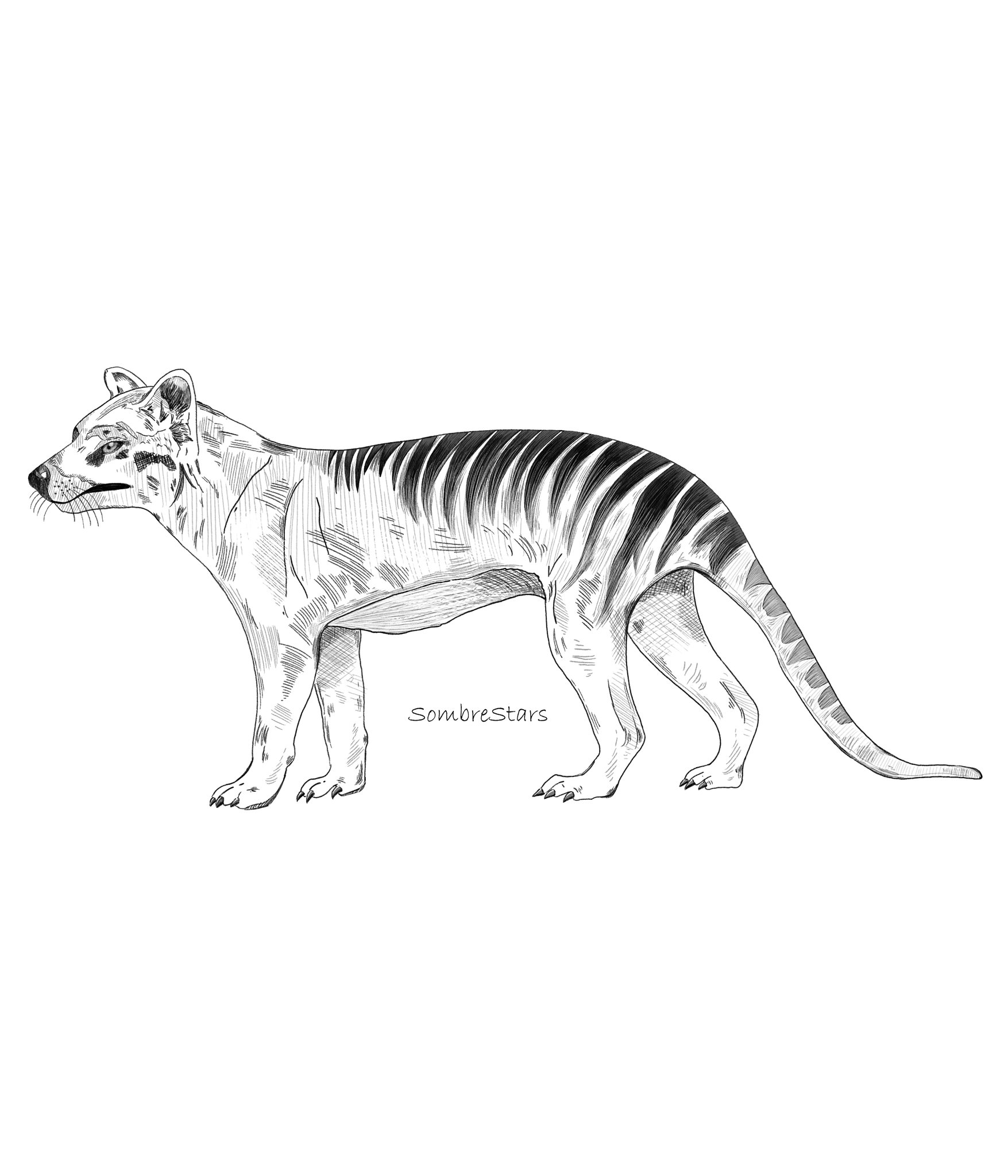 Australian Thylacine