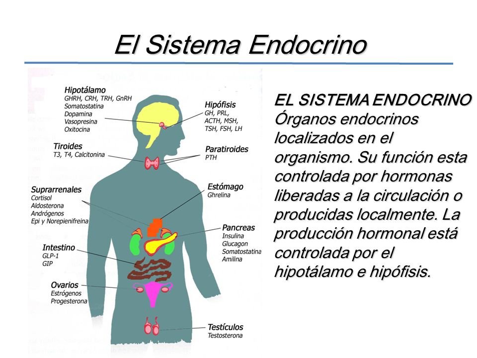 Función Del Sistema Endocrino