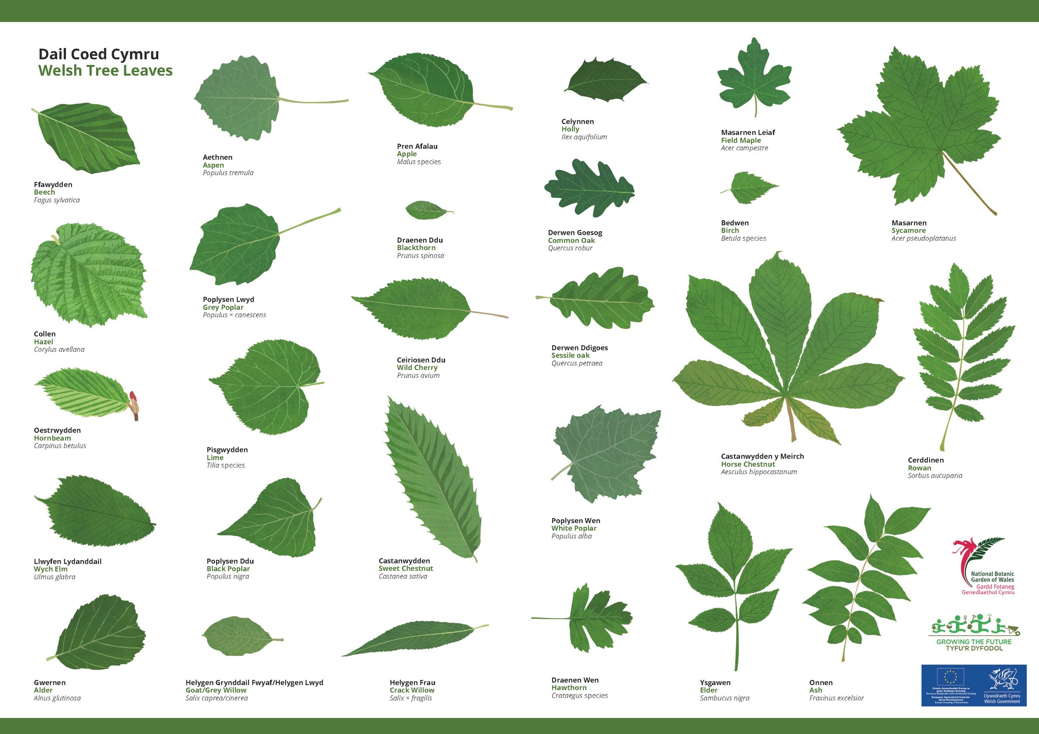 Tree Leaves Chart