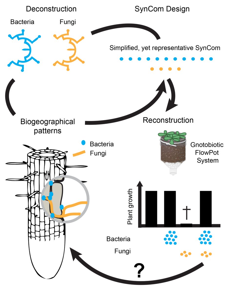 [Germany] PhD in bacteria, fungi, and Arabadopsis (closes 18 Nov) : r ...
