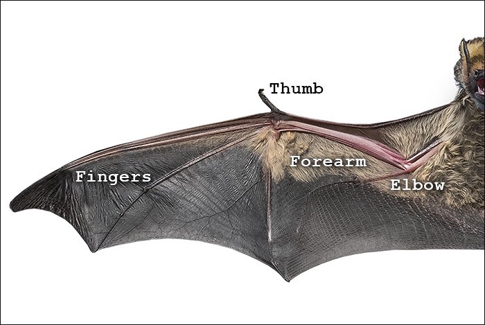Bone Bat Wings