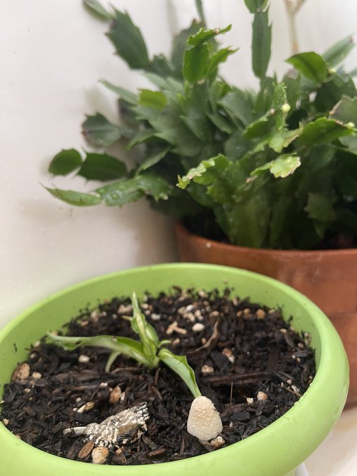 TW Pornstars - Princess Ratbag. The most retweeted pictures and videos ...