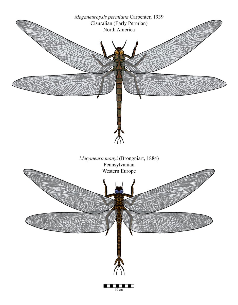 Meganeuropsis Permiana Size Comparison