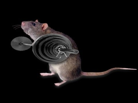Muscular Mice