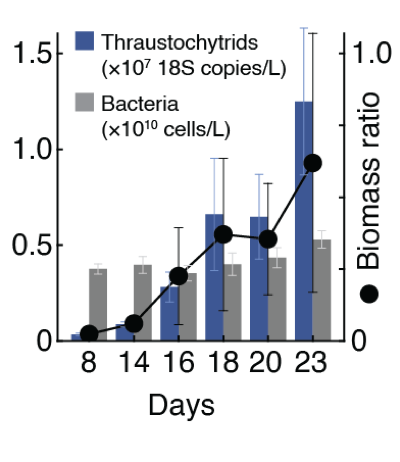 Microbial Loop Viral Infection Switches The Balance Between Bacterial