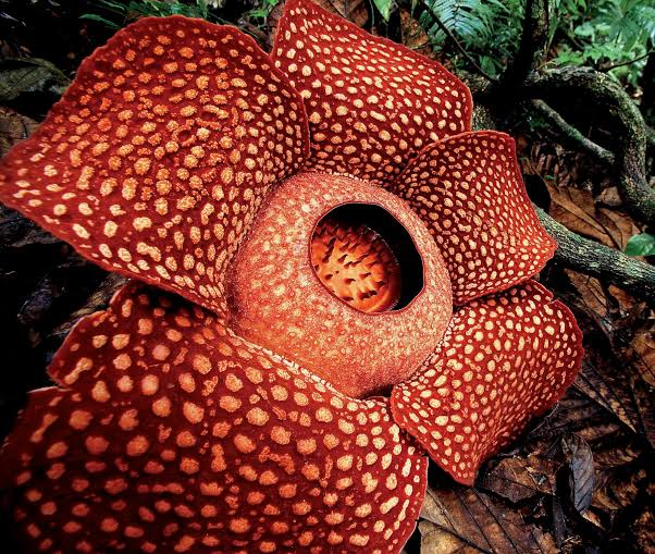 Rafflesia Png