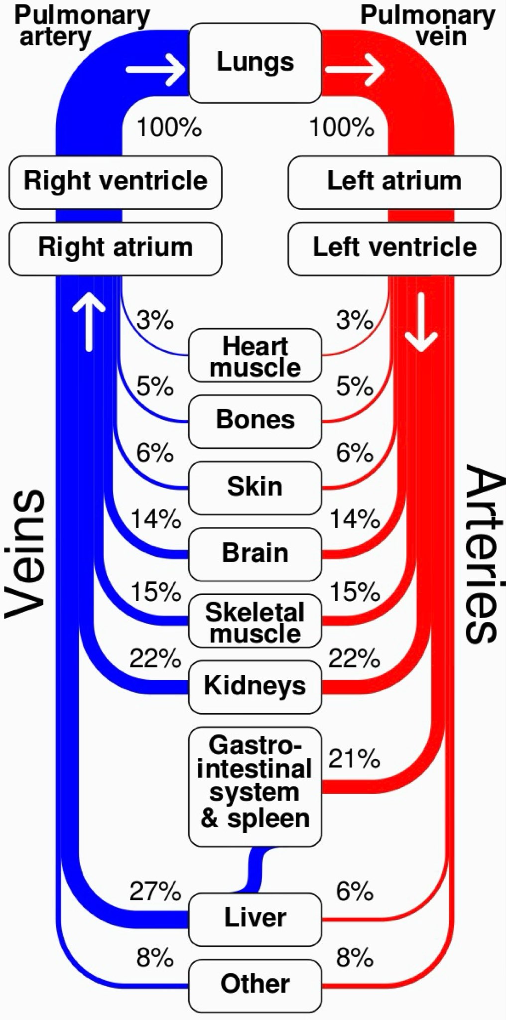 Cardiac Output Diagram
