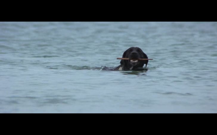 Did Pippin The Dog Die In Jaws