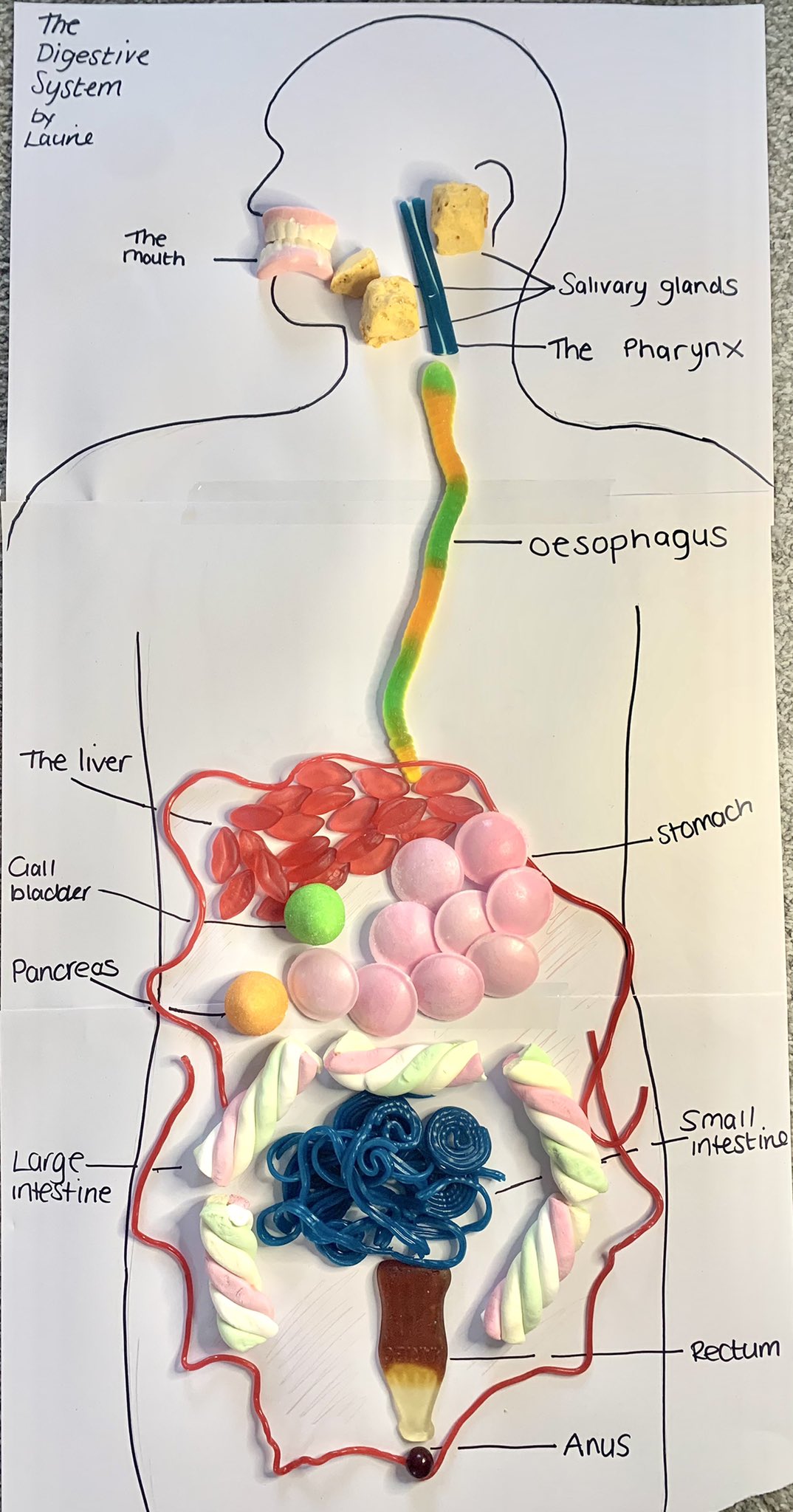Stomach Model Project