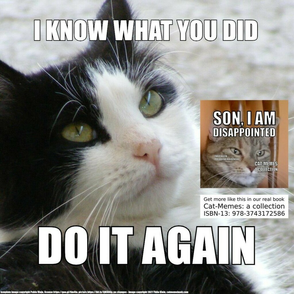 Profile Cat Memes Funny Cat PFP Funny PFP With Cat For TikTok,