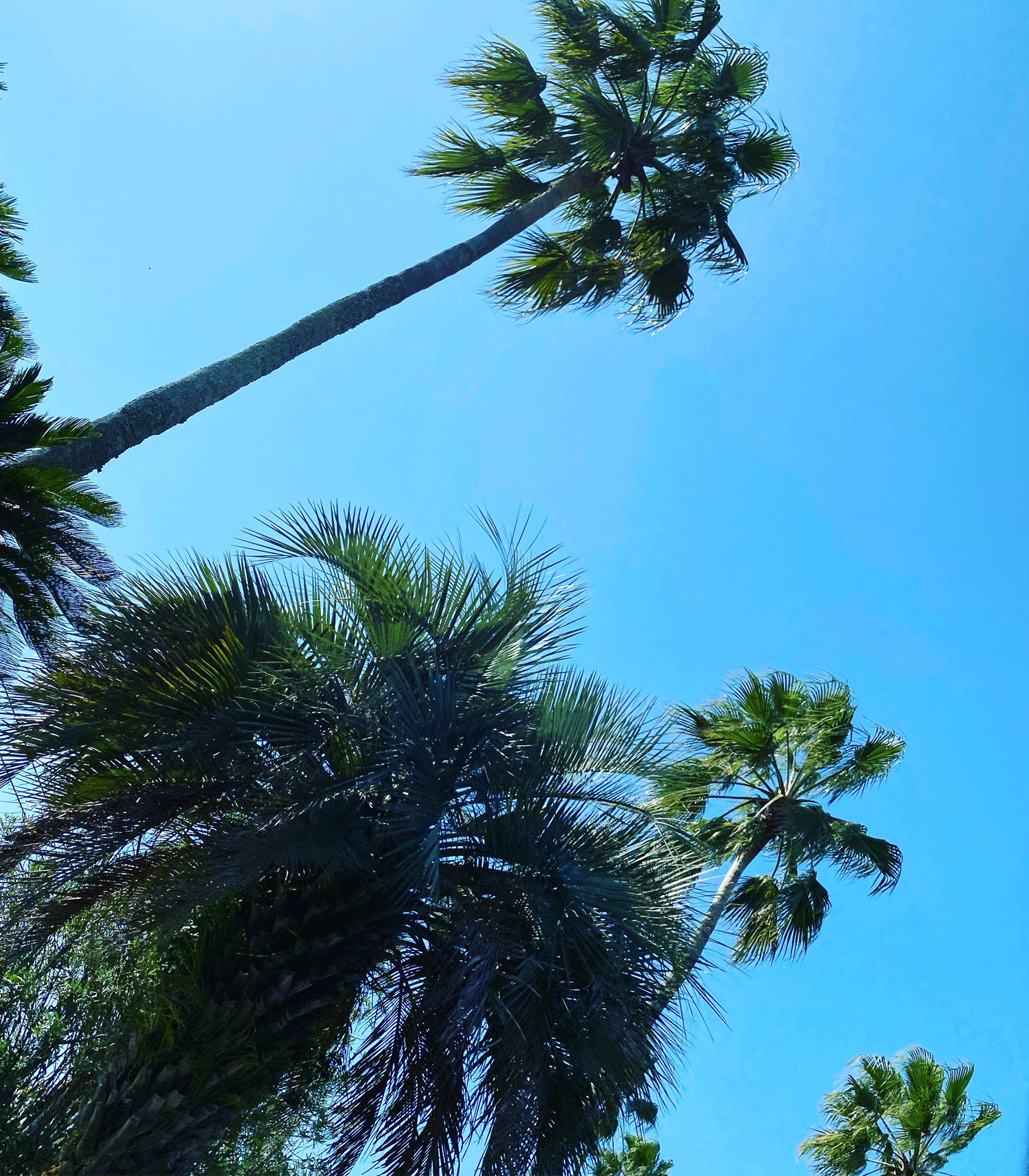 蓮舫💙💛RENHO🇯🇵 on Twitter: "宮崎、着！ すごく良いお天気です☀️ 母の時代、宮崎は新婚旅行先として大人気と聞きました。 わかるなぁ。 気候もご飯も人も、みんな素敵 ...