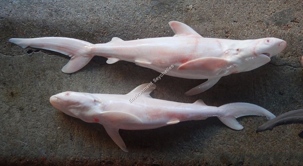 Albino Shark Freshwater