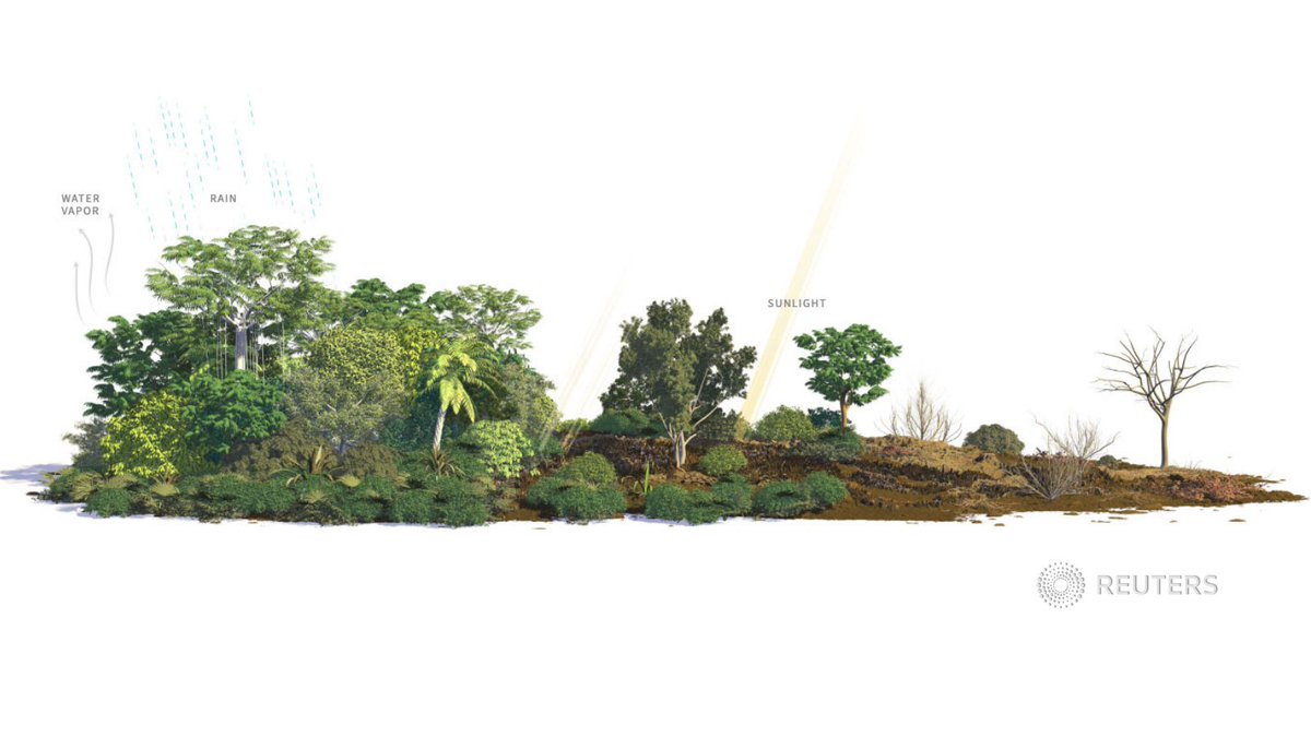 Vanishing tropical rainforests / Twitter