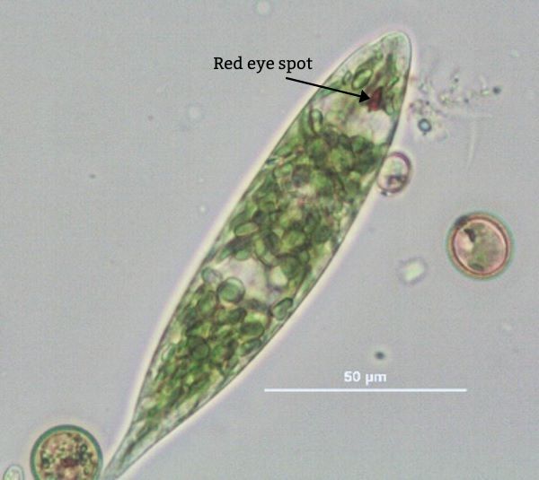 Euglena Pellicle