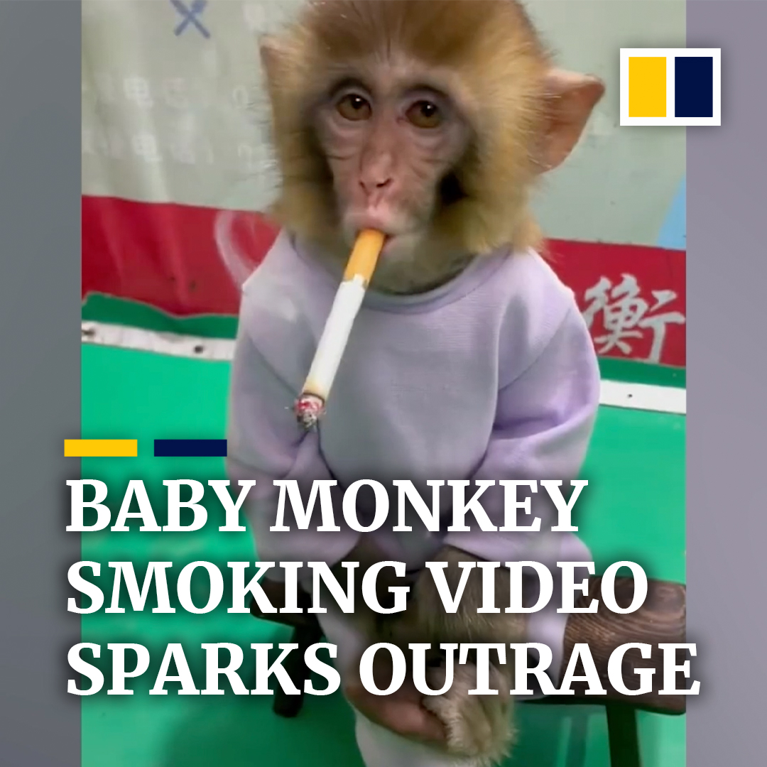 Smoking Monkey Meme