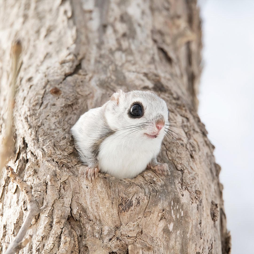 Japanese Pygmy Flying Squirrel